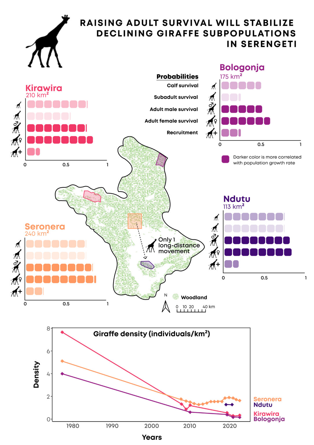 Protecting Adult Giraffes Is Key to Stabilizing Populations in ...