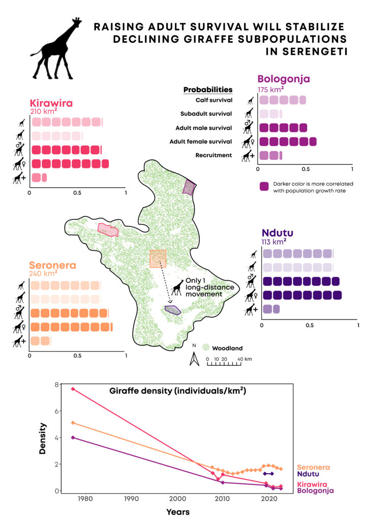 Protecting Adult Giraffes Is Key to Stabilizing Populations in ...